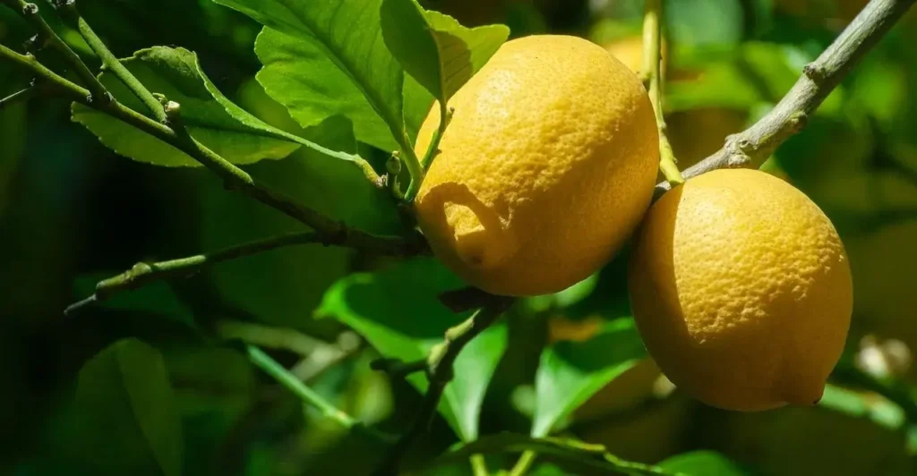 Como e quando podar limoeiros em Portugal: guia completo | Top Dicas